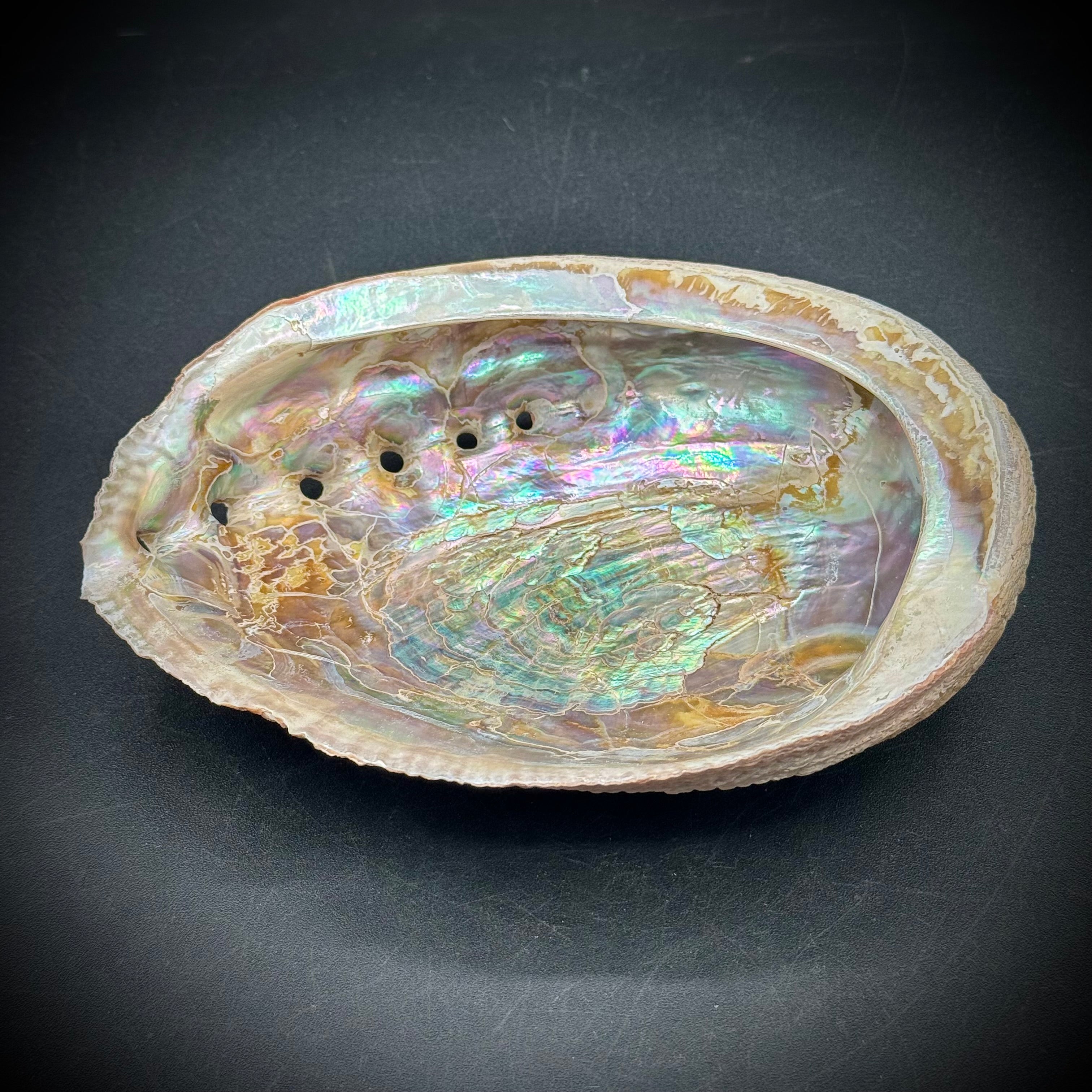 Large 6" Abalone Shell – Picker Road Boutique
